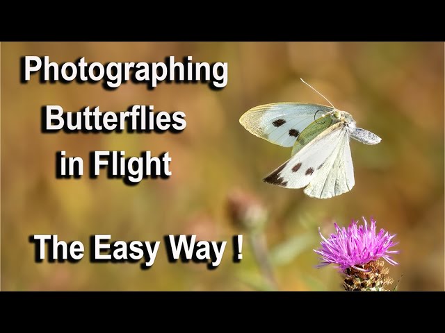 Photographing Butterflies In Flight