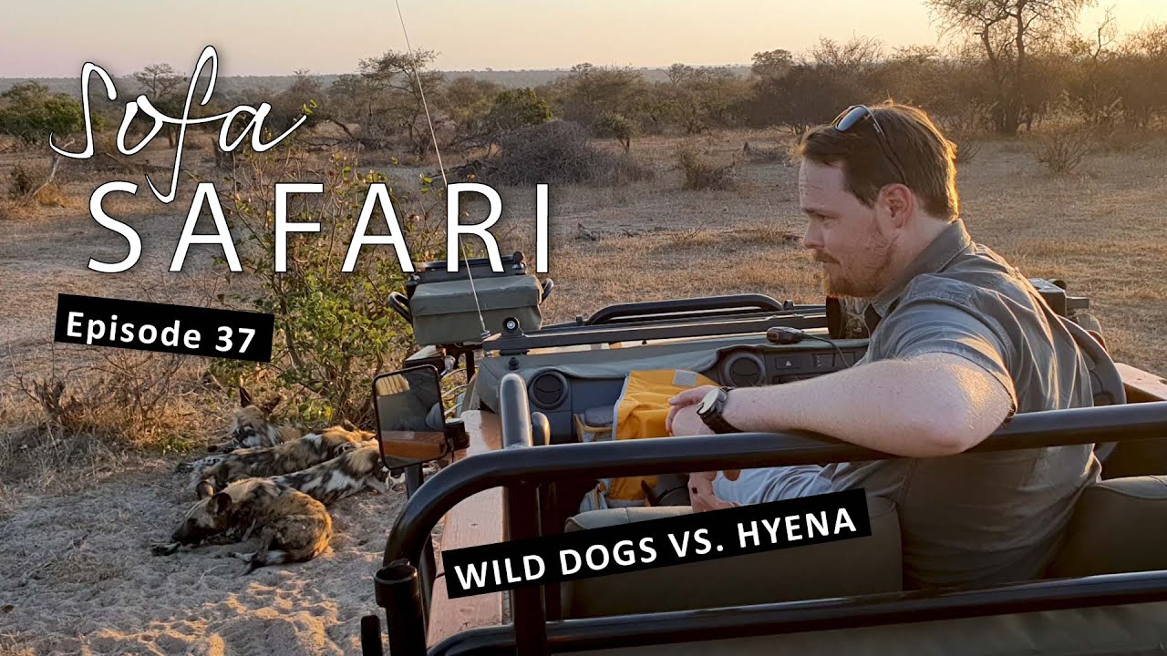 Sofa Safari Episode 37: A SAD but FASCINATING afternoon spent with WILD ...