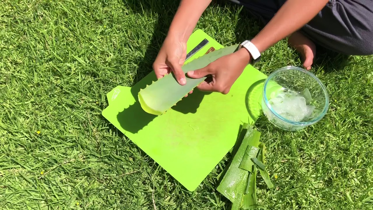 Como cortar la penca de sabila para extraer el aloe vera - YouTube