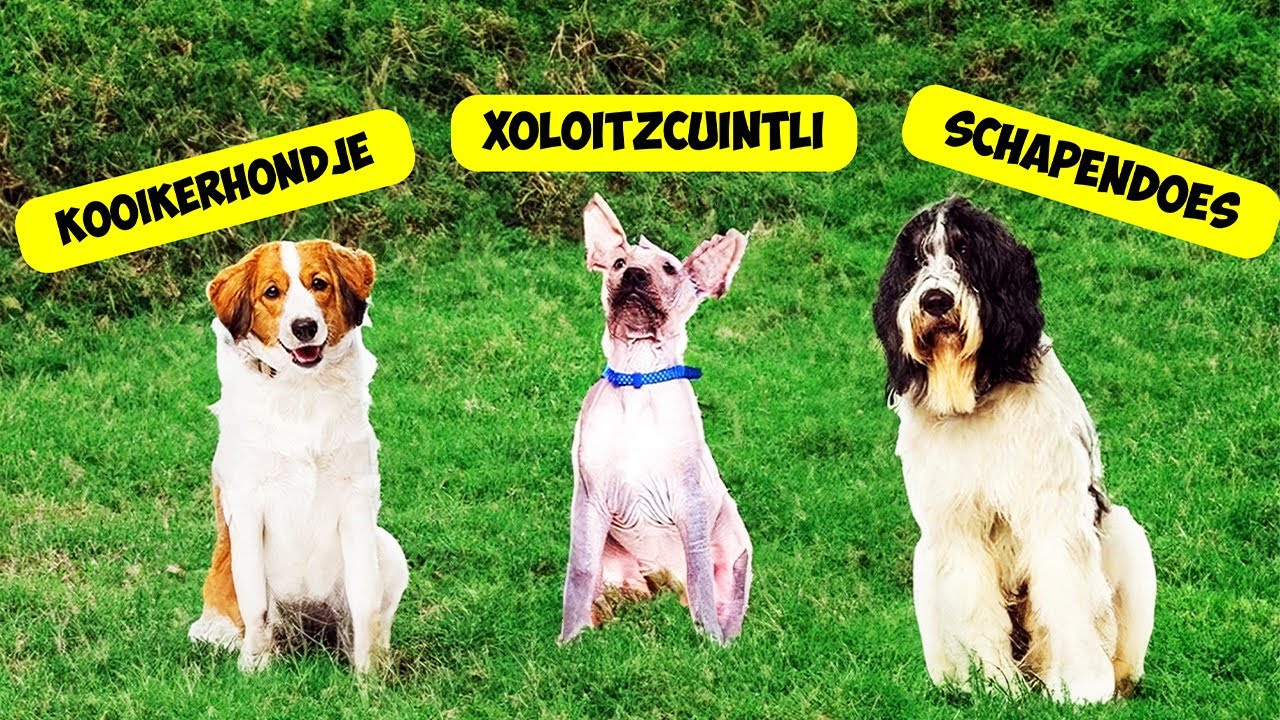 10 Dogs With Most Unusual Names - YouTube