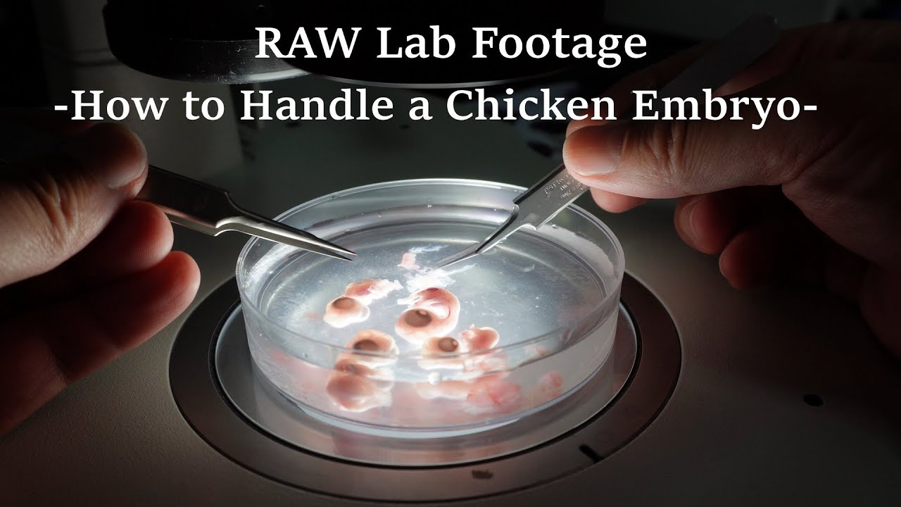 Chick egg handling RAW Footage 07: Fixed small embryos - YouTube
