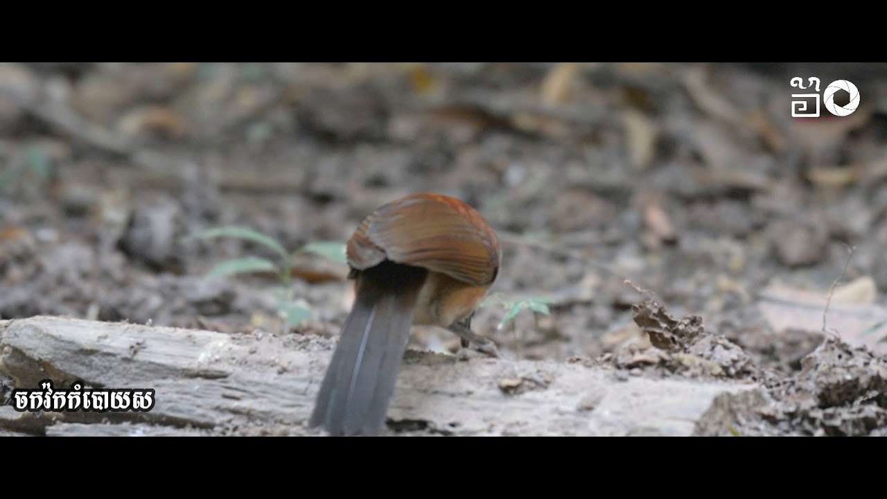 Natural resource of Cambodia - YouTube