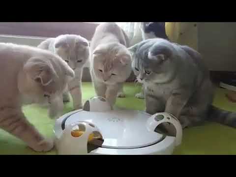 Lucunya kucing ini main bareng-bareng