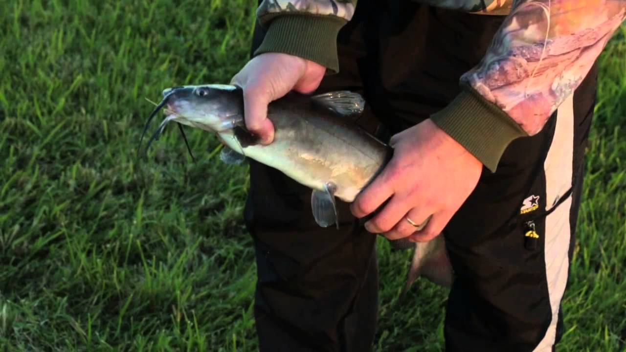 Fishing Tips: How to Pick up and Hold a Catfish - YouTube