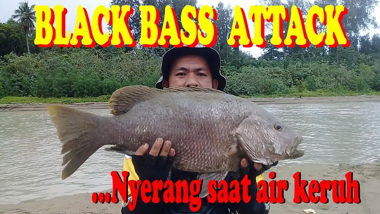 BLACK BASS ATTACK !!! - YouTube