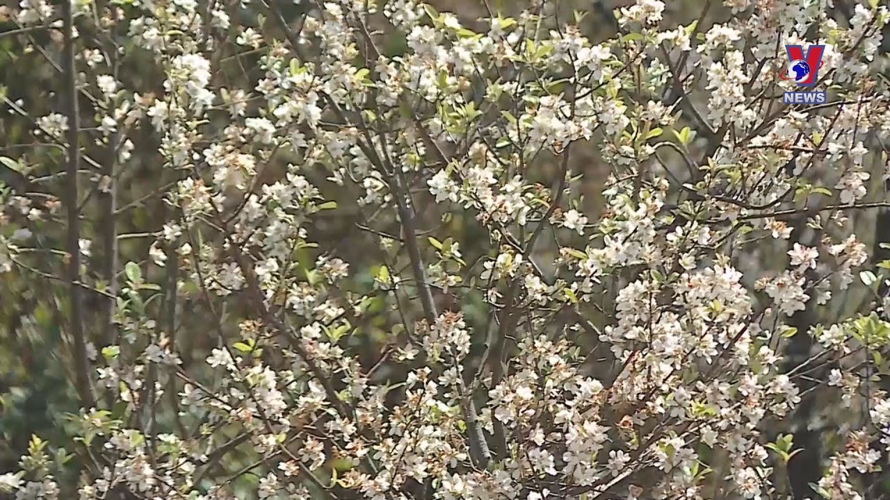 Docynia indica blossoms brighten northwest forests - YouTube
