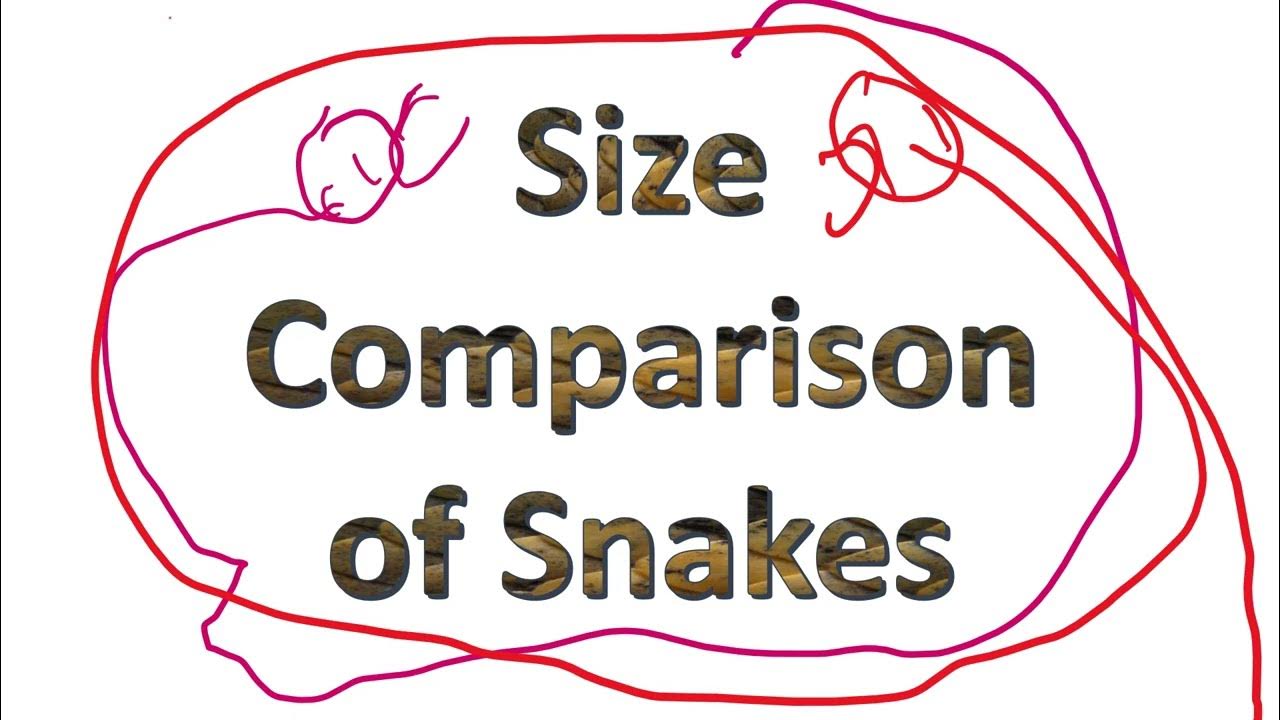 Snake Size Comparison - YouTube