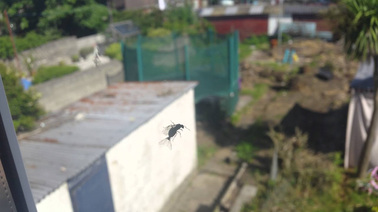 Queen alate ant mating - YouTube