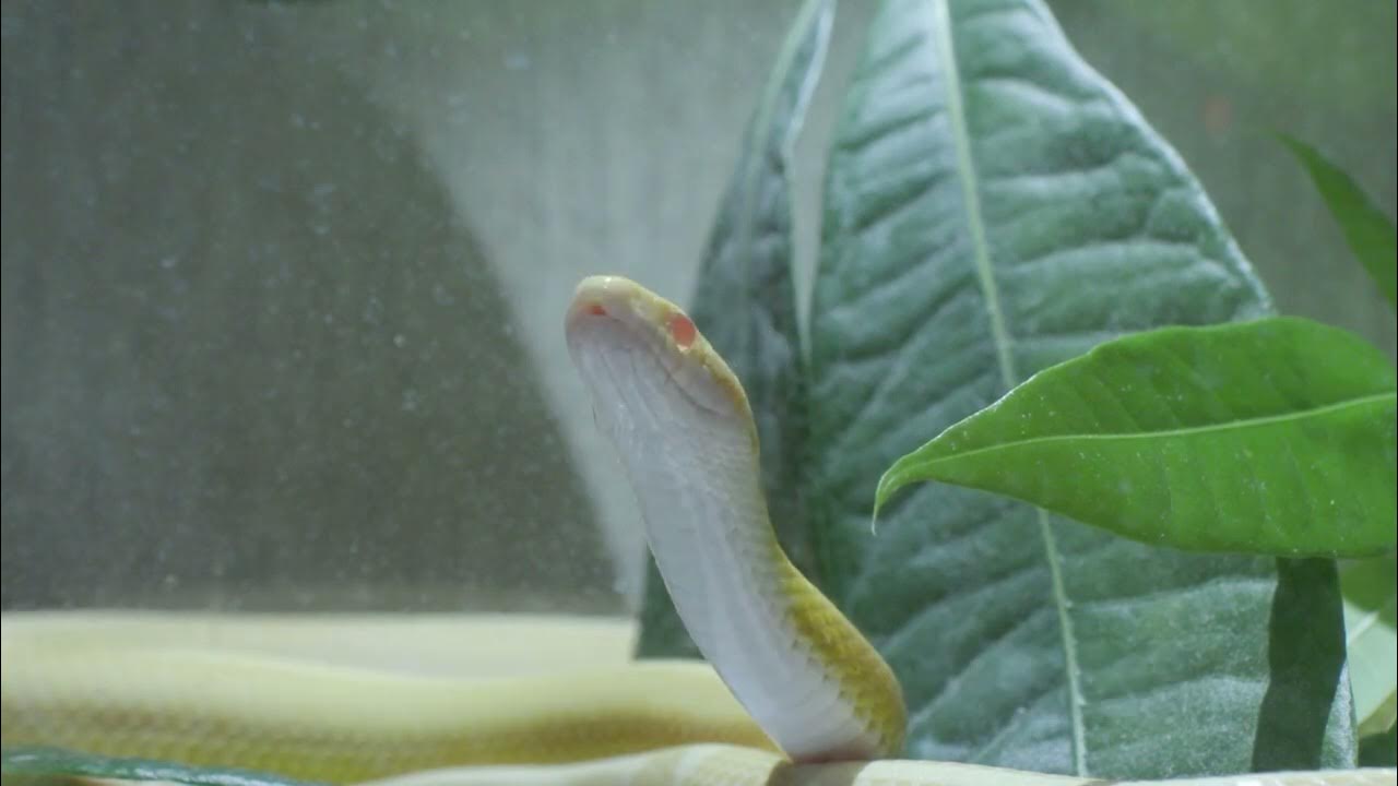 The Secret Life of Snakes: Uncovering the Hidden World of Serpents ...