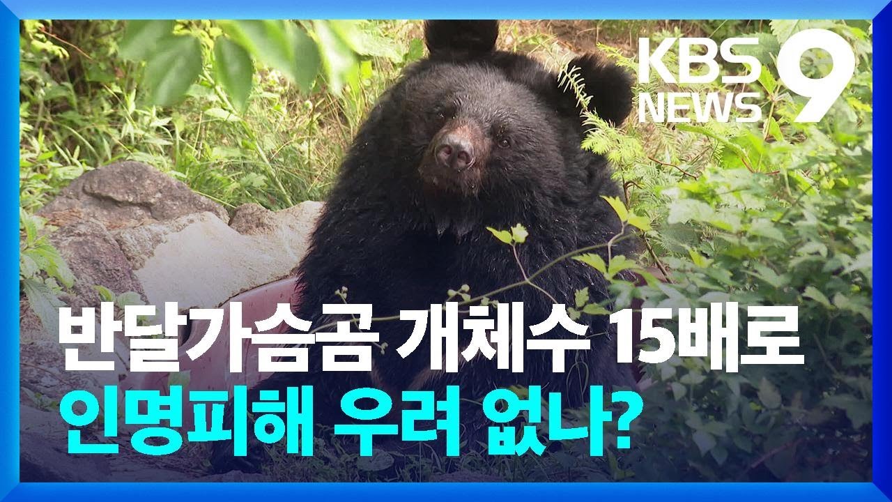 지리산 반달가슴곰 복원 20년…개체수 15배 증가 [9시 뉴스] / KBS 2024.10.29. - YouTube