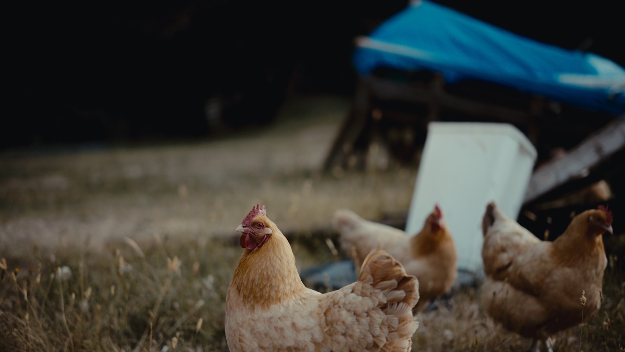 chicken buddies, a cinematic // sony a7cii/a7iv - YouTube