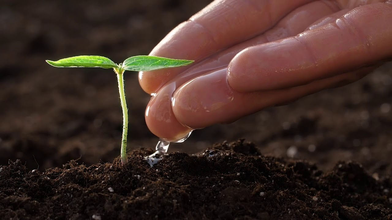 Hand Watering a Small Plant Close Up - Download Free HD Stock Videos ...