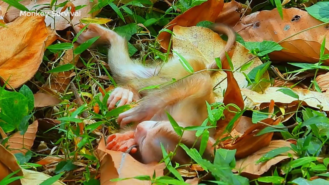 Feeling really pity baby why Libby drop little baby on grass like that ...