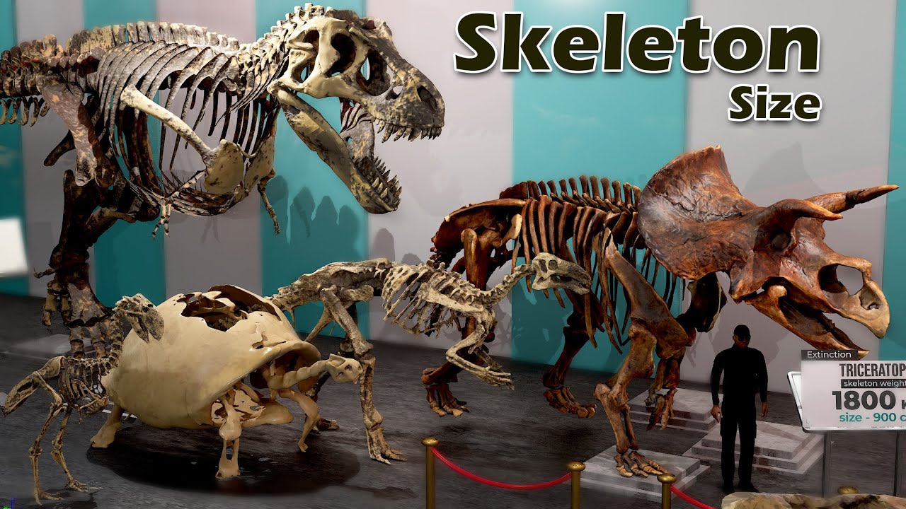 Skeleton Size comparison in Real World : Animal | Birds | | reptiles ...