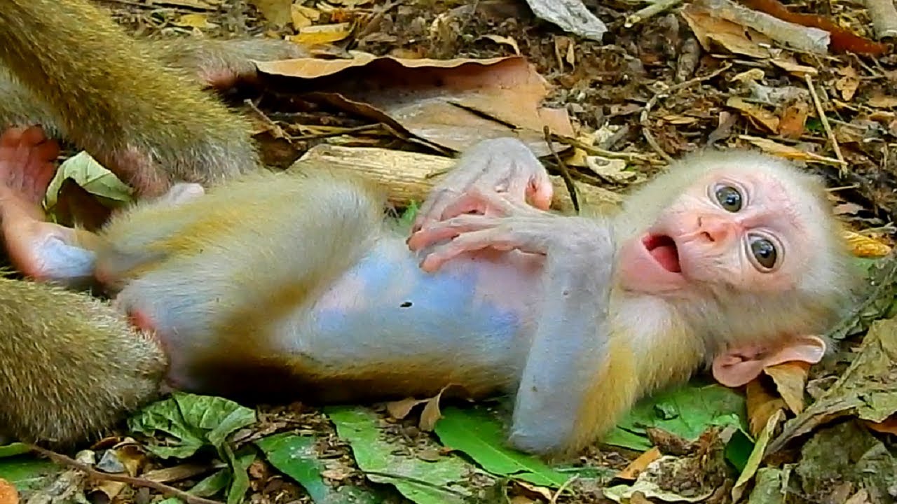 Million pity when see baby Lucie laying like that, Baby monkey need ...