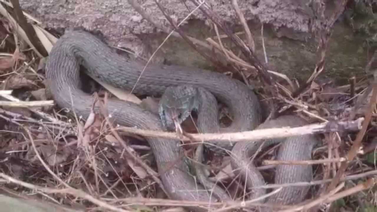 Natrix natrix - YouTube