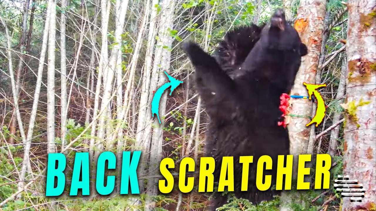 Large Black Bear Scratching Its Back Against a Tree - YouTube