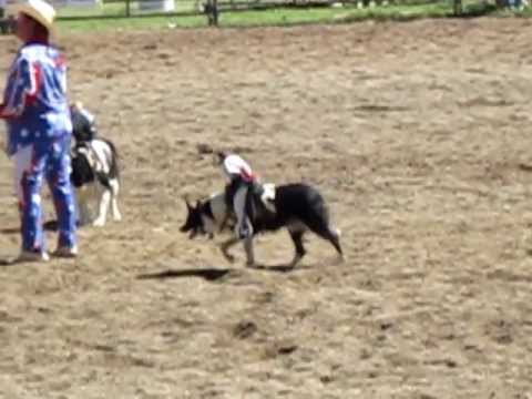 monkey riding a dog at the U.P Championship rodeo in Iron River ...
