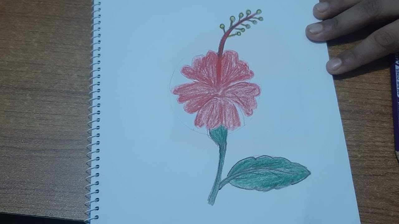 How to Draw Hibiscus Flower | Joba Ful Akanor Koushol | Joba ful ...