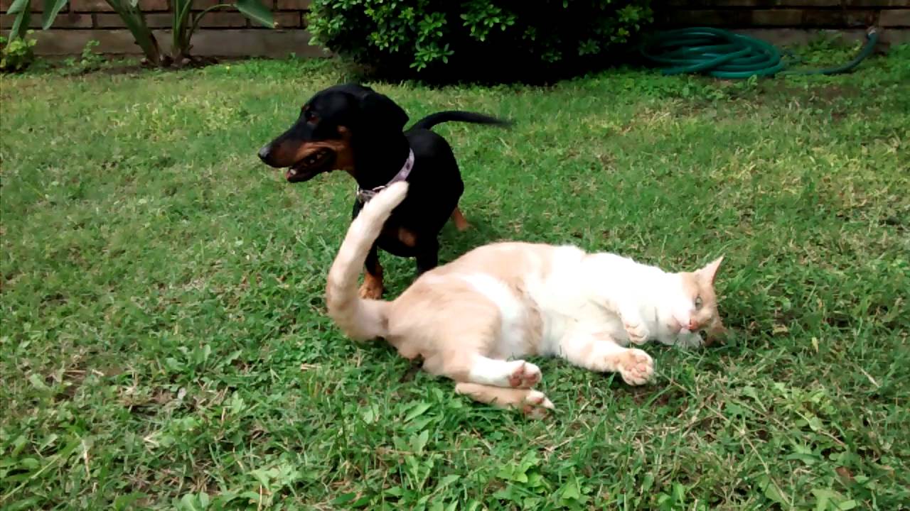 Perra salchicha jugando con gato - YouTube