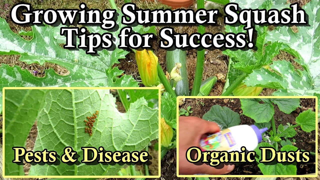 How to Grow Squash and Zucchini: Pest Management, Pollination, and ...