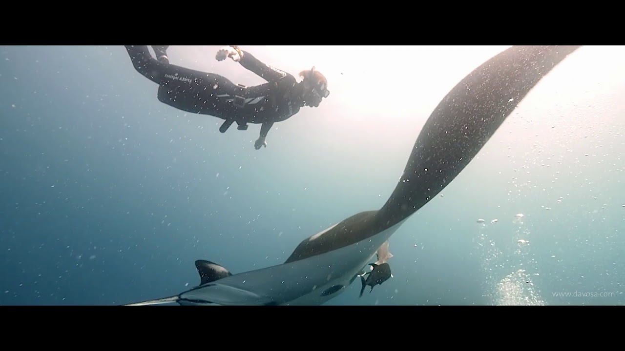 DAVOSA Apnea Diver Automatic - YouTube