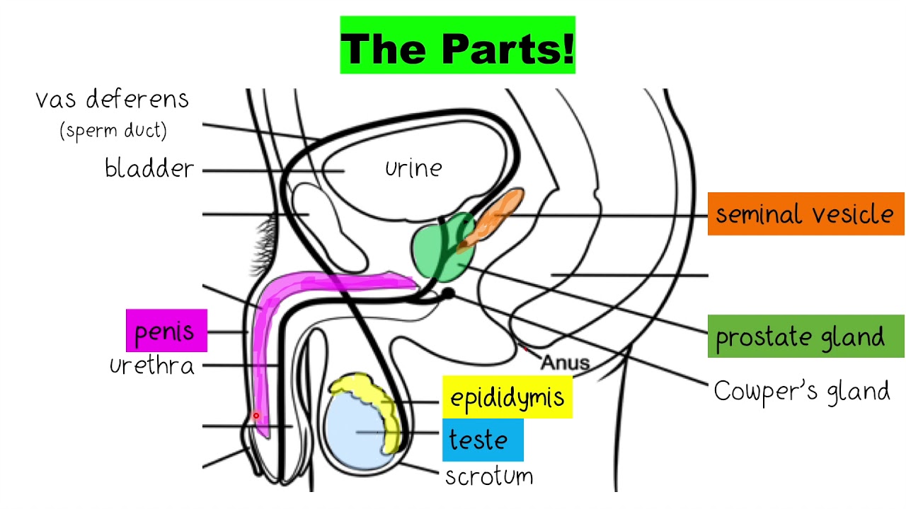 The Male Reproductive System YouTube