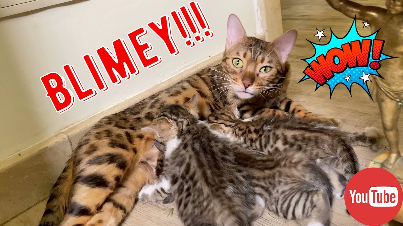 Cher and her unusual kittens.😍😍😍 Шэр и её необычные котята.😍😍😍 - YouTube
