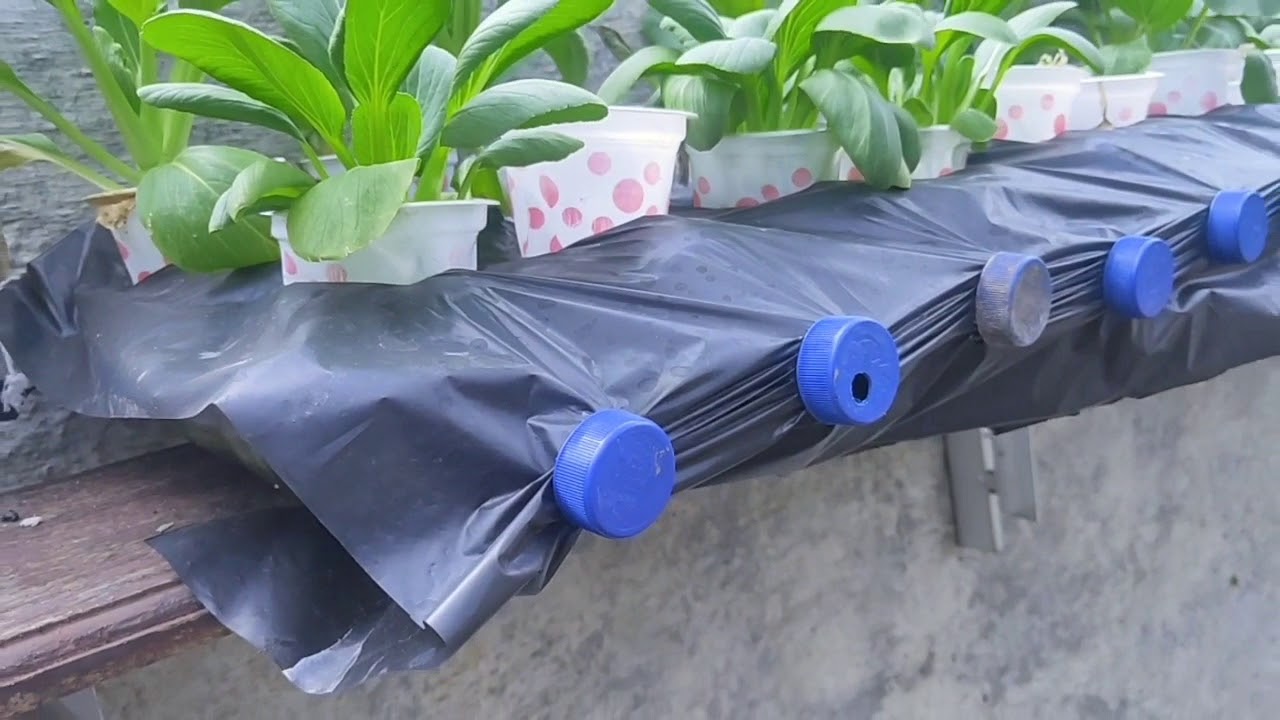 Bercocok tanam di lahan yang sempit - YouTube