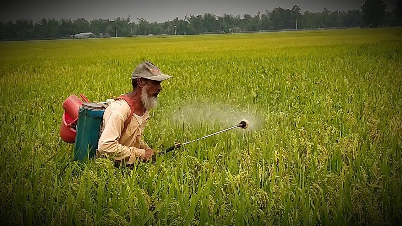 How a Bangladeshi farmer sprays poison on the land in the right way ...