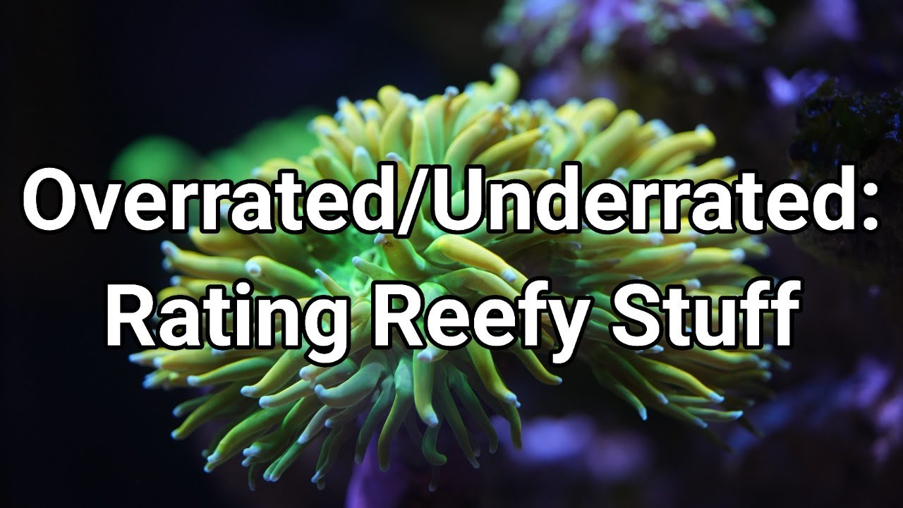 Rating Overrated and Underrated Reef Stuff! The Prestige Reef Dork Show ...