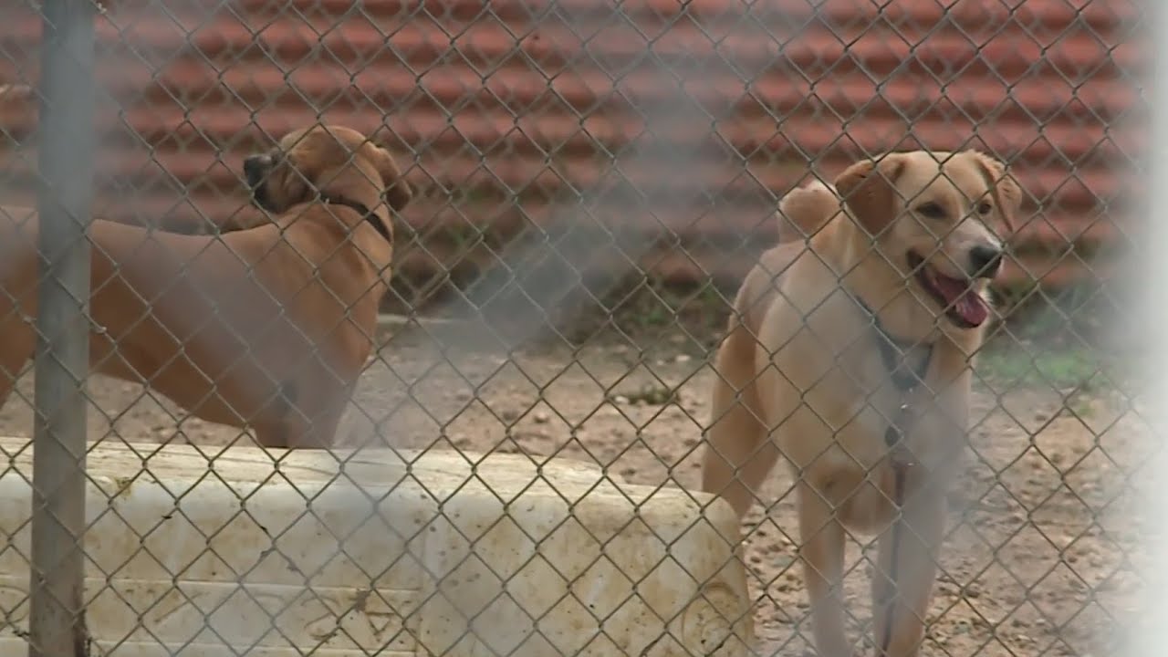 Austin Animal Center waiving adoption fees this weekend to help find ...