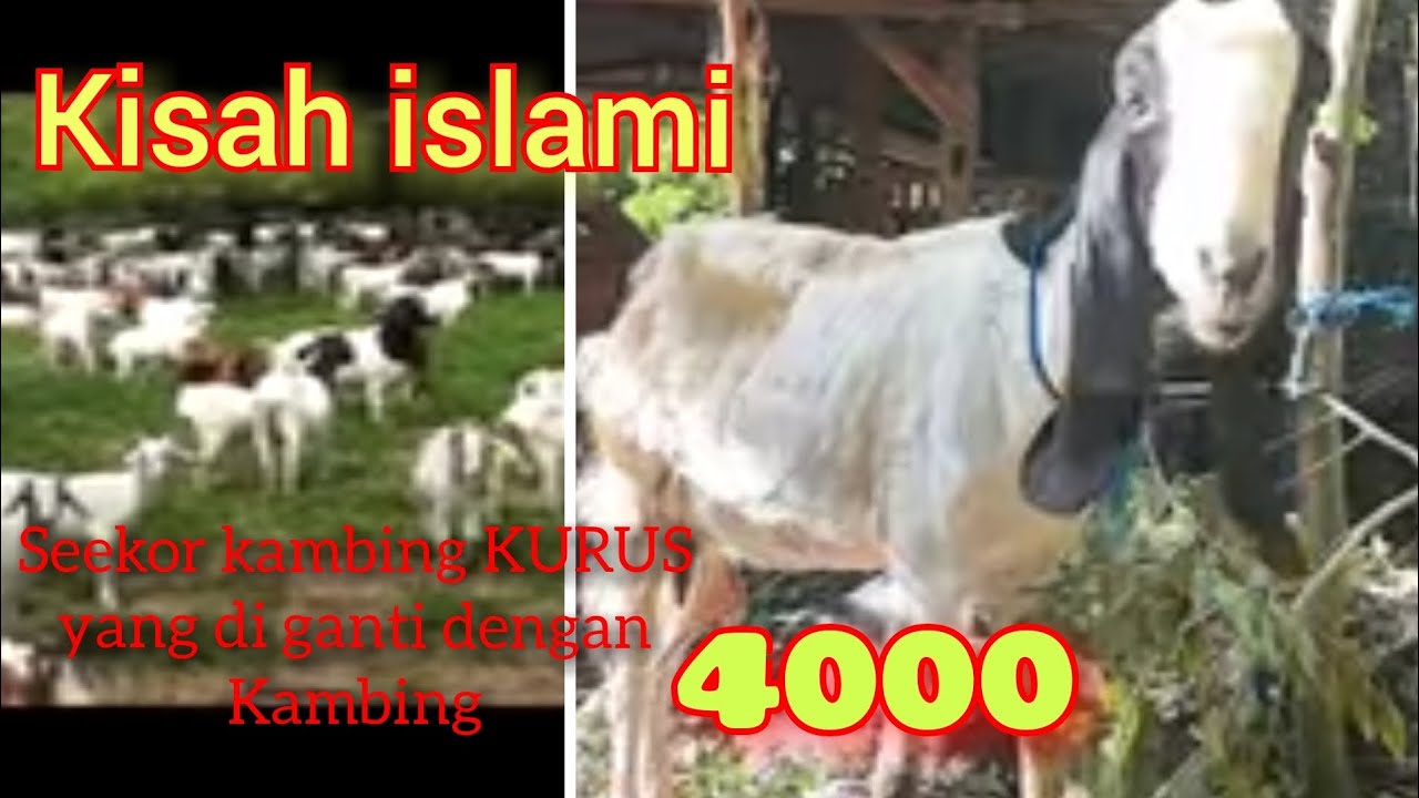 seekor kambing kurus diganti 4000 kambing - YouTube