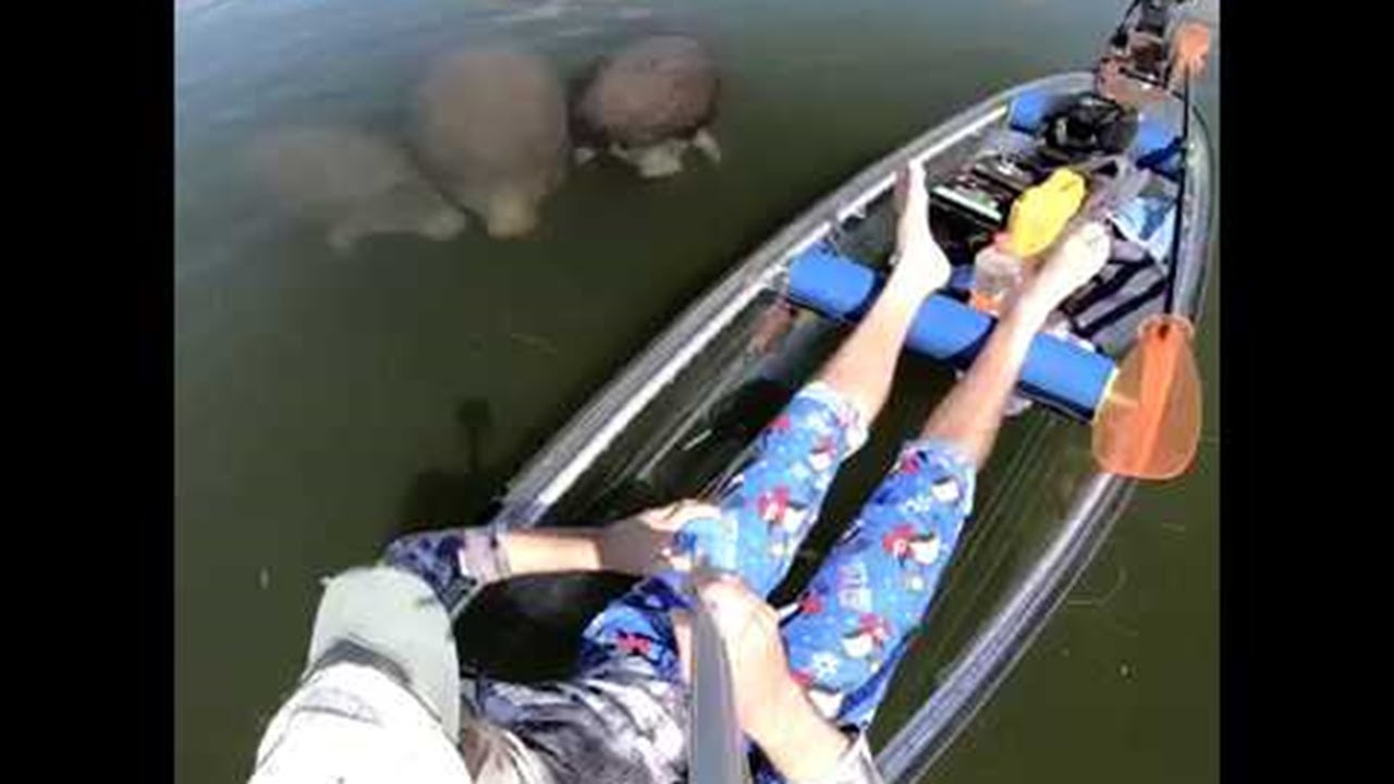 Manatees Intrigued by See Through Canoe || ViralHog - YouTube