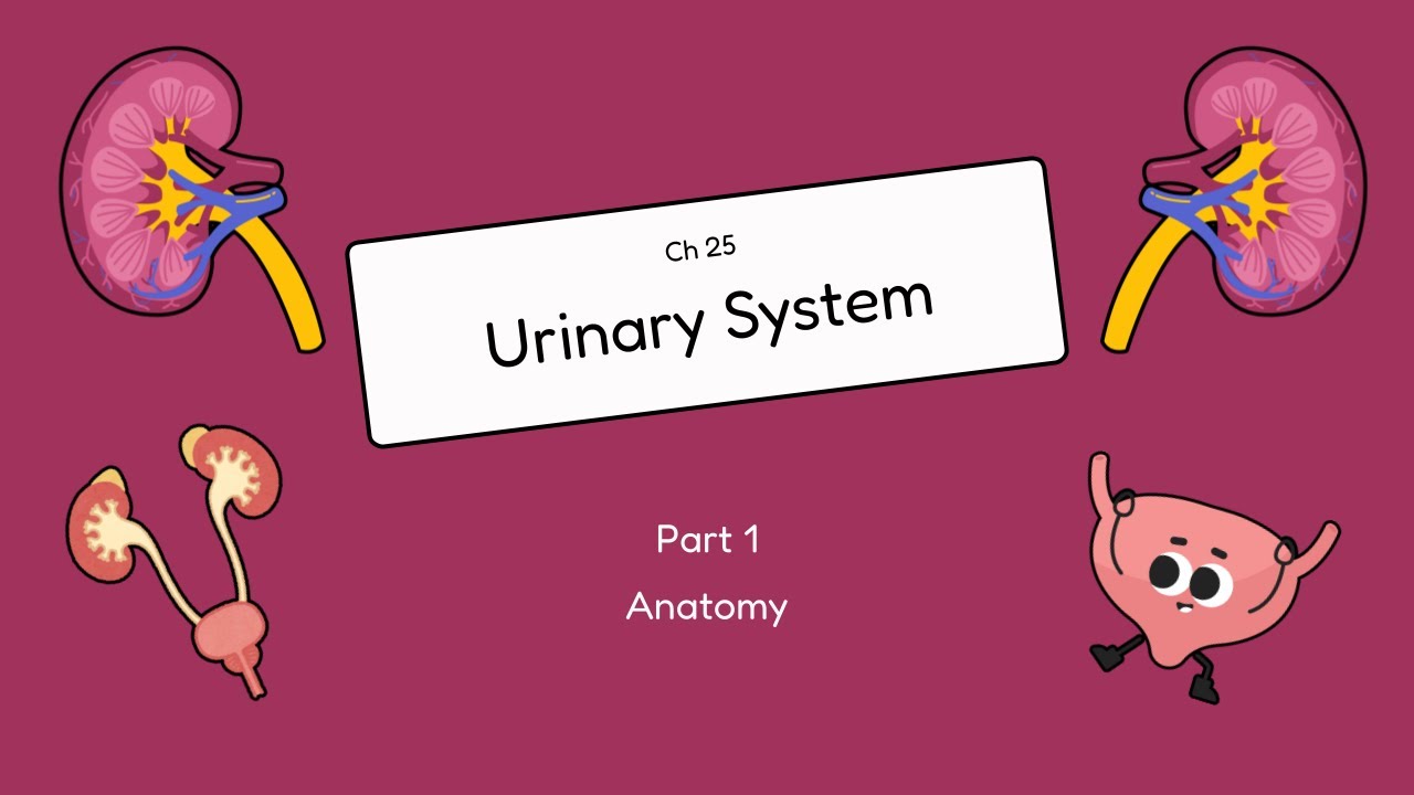 Ch 25 Urinary System, Pt 1 Anatomy - YouTube