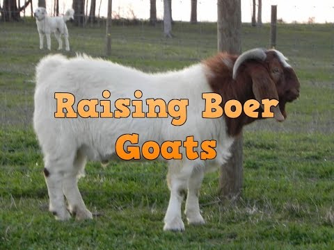 Raising boer goats meat - YouTube