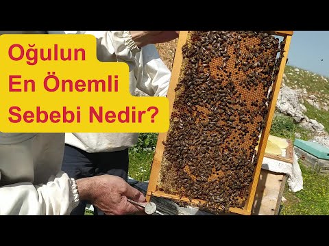 Supersedure mü? Oğul Hazırlığı mı?#arıcılık #beekeeping #anaari