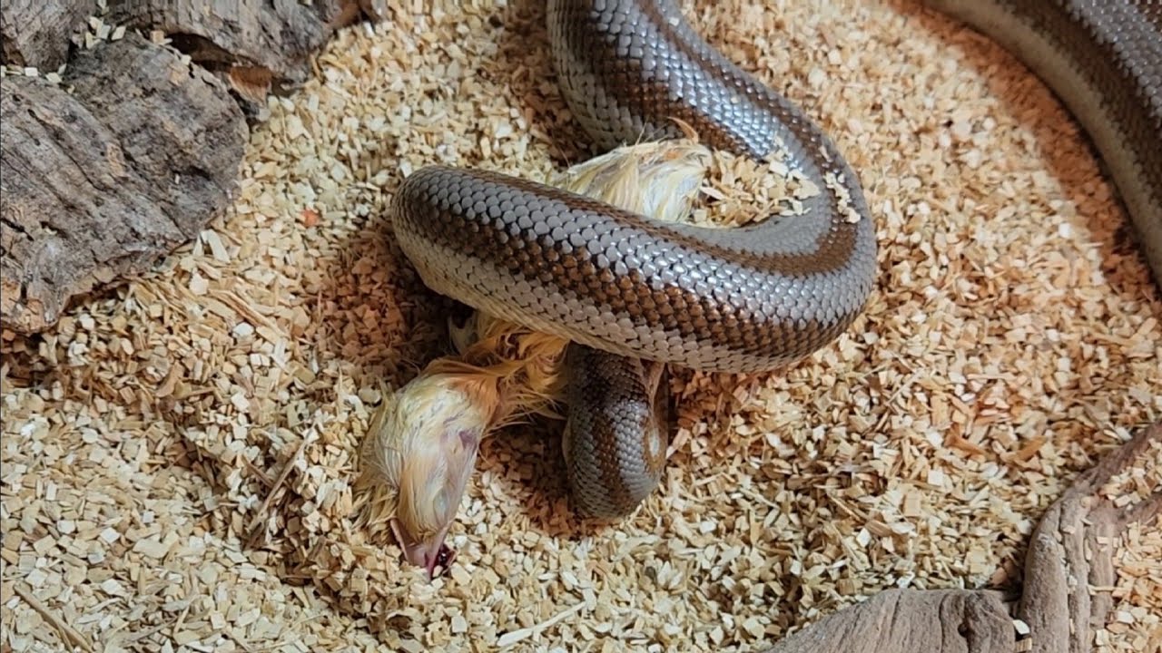 Feeding Take Downs. Western Hognose, Corn Snakes and Rosy Boa. Hognose ...