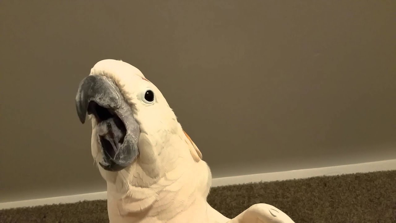 Pebble gives her opinion - YouTube