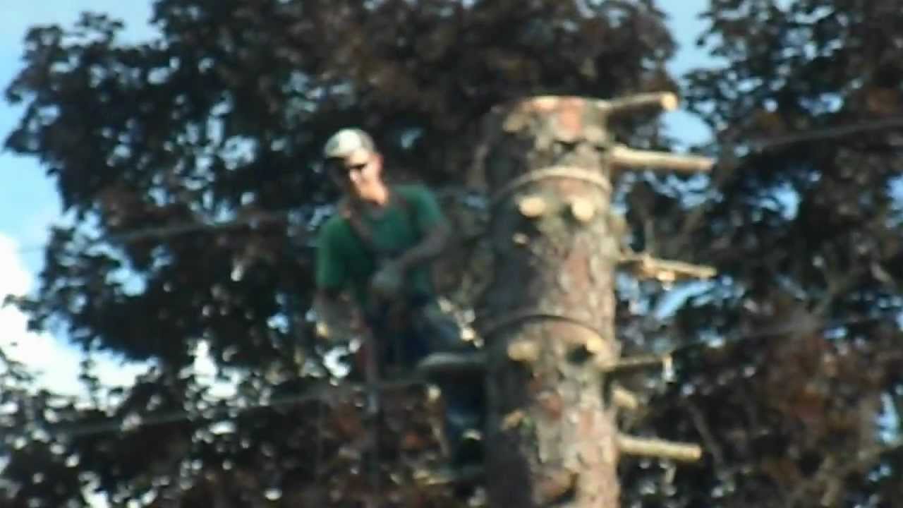 70 ft pine tree - YouTube