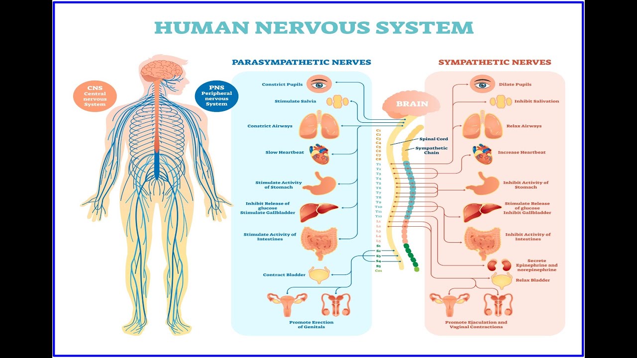The Role of the Nervous System in Chronic Health Conditions - YouTube