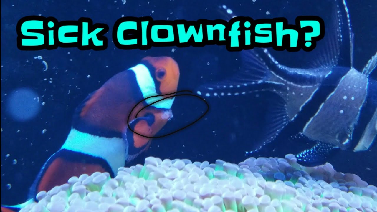 Sick Clownfish? - YouTube
