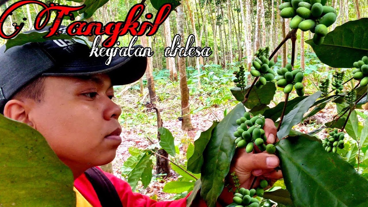 kegiatan di desa| Mencari buah Tangkil, mengawinkan Vanilli dan Ibu ...