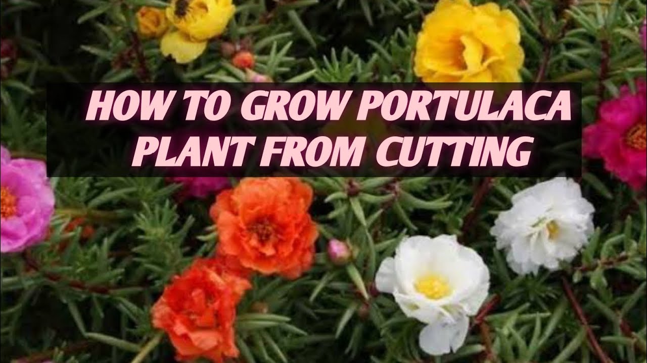 how to grow portulaca plant from cutting - YouTube