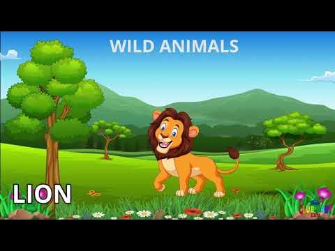 Pet vs. Wild Animals: Club Baby EDU Breaks It Down! - YouTube