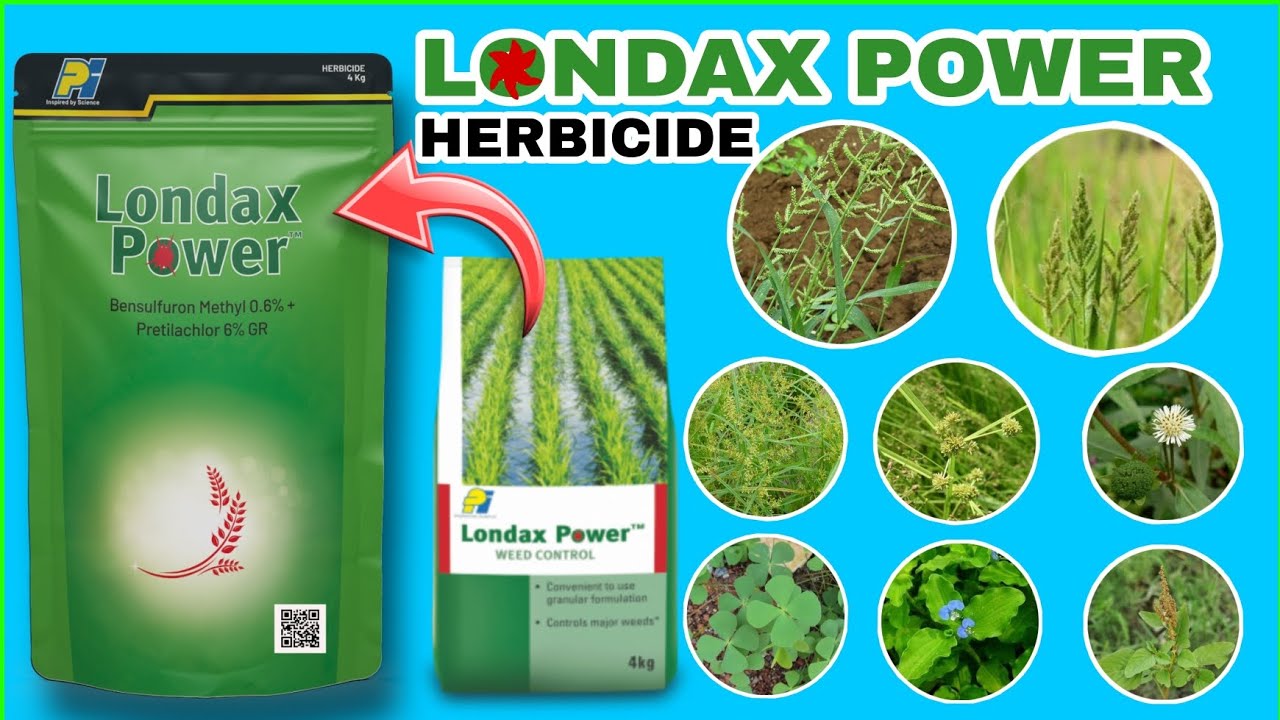 Londax Power லோன்டக்ஸ் பவர் Paddy Herbicide | PI Londax Power | Pre ...