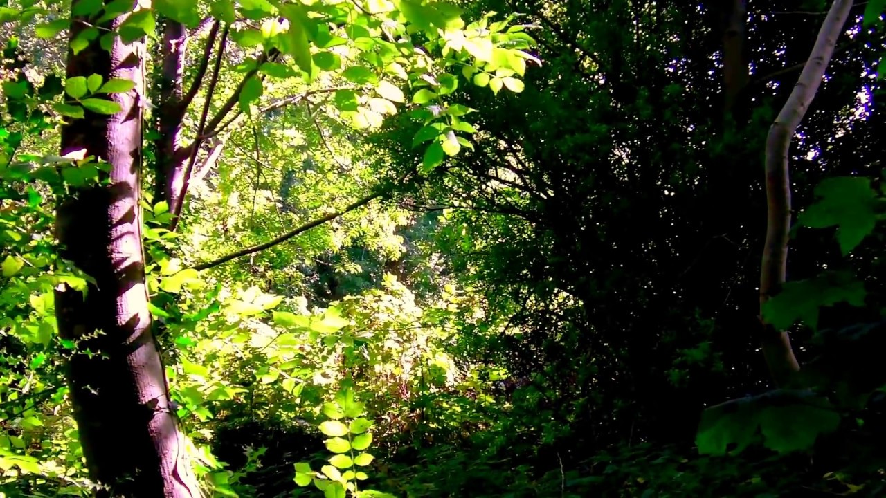 Surrounded by Trees - Relaxing with Nature - YouTube