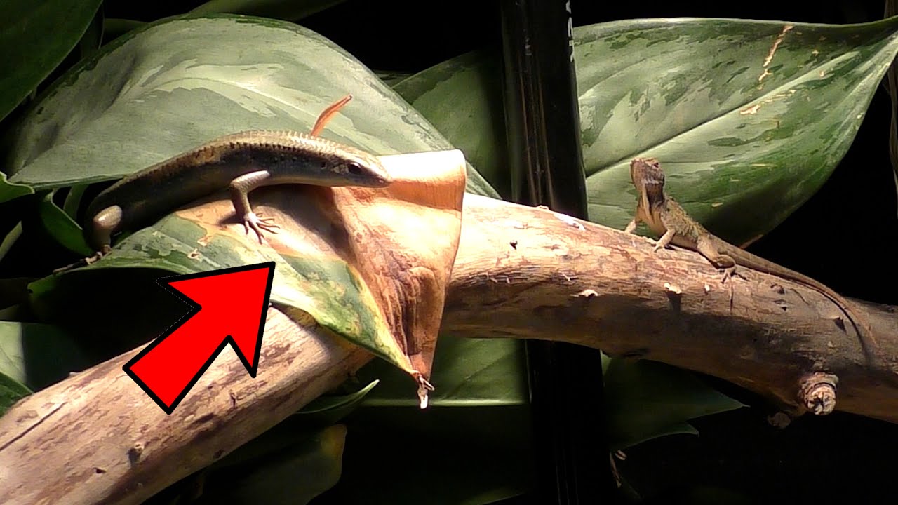 Short Reptile Documentary: A Lizard Guards His Territory (2021) PART 2 ...