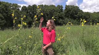 Compass Plant