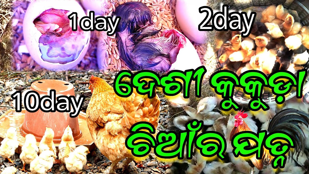 Desi kukuda farm bargarh odisha, hachary eggs,7day vaccine, Take care ...